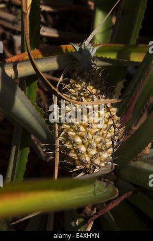 A wild pineapple plant growing in the forest of costa rica Stock Photo ...