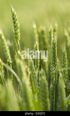 Closeup of wheat in the field with a blurred background at the sunset ...