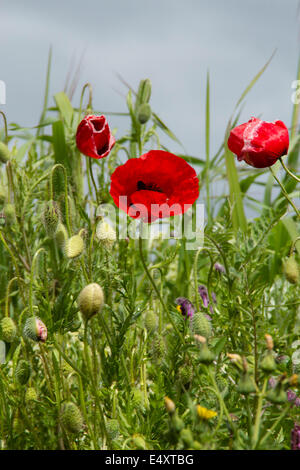 Poppy on the Great walk of Saint James, Jakobsweg, Camino de Santiago ...