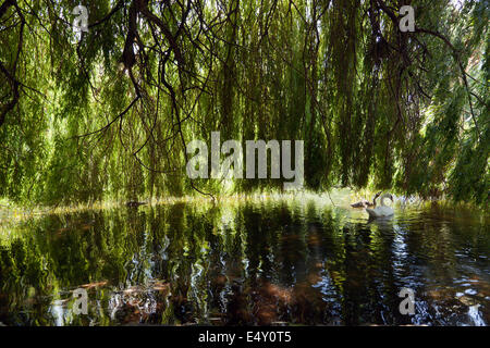 A Weeping Willow tree overhanging the lake Kew Gardens Surrey, England ...