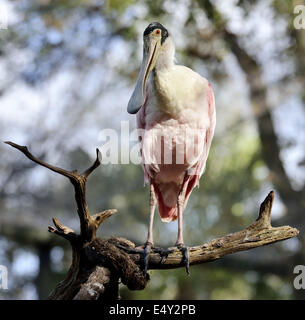 Roseate Spoonbill Perching Stock Photo - Alamy