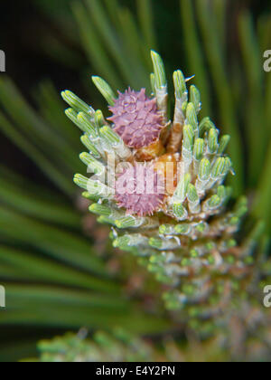nature seasonal background A purple spruce flower Stock Photo - Alamy