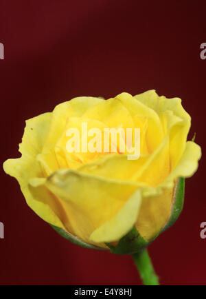 Closeup shot of beautiful yellow rose flower blooming in a garden Stock ...