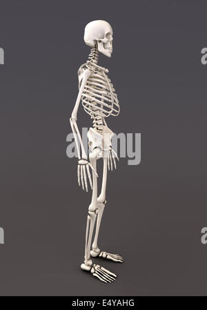 Skeleton of a gray background Stock Photo - Alamy