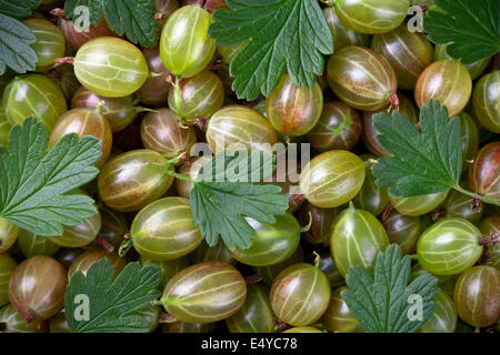 Top view of fresh gooseberries in a clear plastic container on a pastel ...