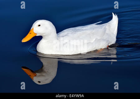 Duck in Athens, Greece Stock Photo - Alamy