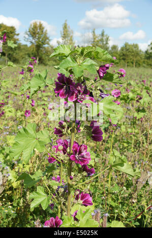 Malva sylvestris, Common Mallow, Cheese Mallow Stock Photo - Alamy