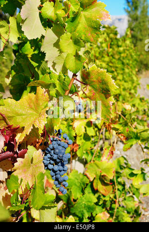 Sweet and tasty blue grape bunch on the vine Stock Photo - Alamy