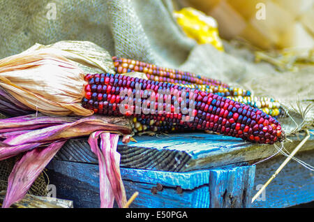 indian decorative corn on farm display Stock Photo - Alamy