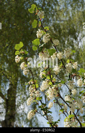 White ribes, Flowering currant White Icicle Stock Photo - Alamy