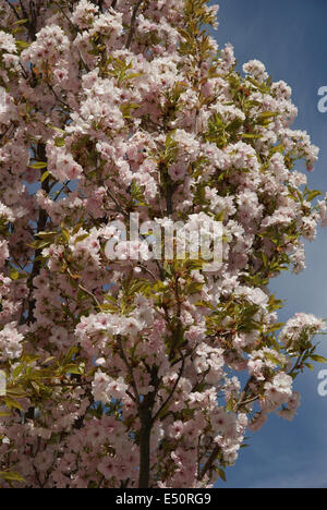Fastigiate flowering cherrytrees Stock Photo - Alamy