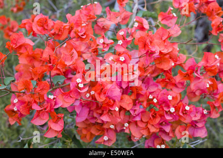 Bougainvillea or paper flower , red paper flower or red flower Stock ...