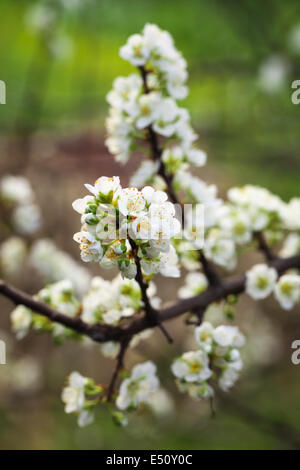 plum tree at spring Stock Photo - Alamy