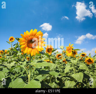 Sunflower natural background, Sunflower blooming in spring Stock Photo ...
