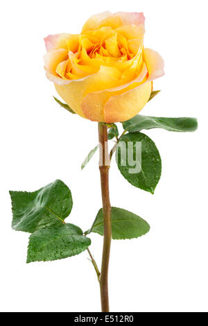 Beautiful, fresh orange roses on a background of green leaves Stock ...