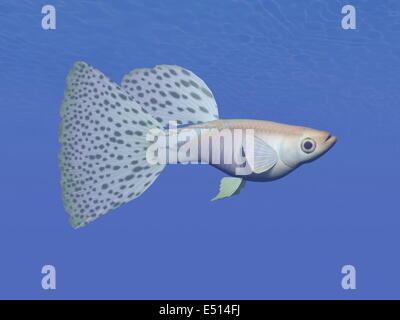 Guppy blue fish underwater - 3D render Stock Photo - Alamy
