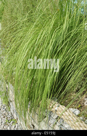 Weeping Lovegrass Eragrostis curvula Garden Plants Perennials Grasses ...