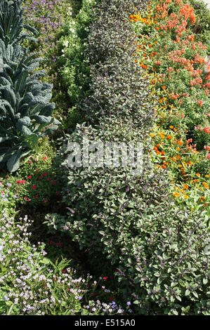 Basil (Ocimum basilicum 'Magic Blue' Stock Photo - Alamy