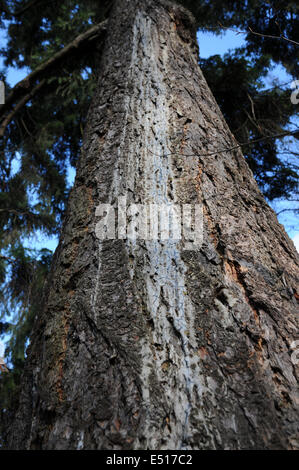 Park cones on the trunk Stock Photo - Alamy