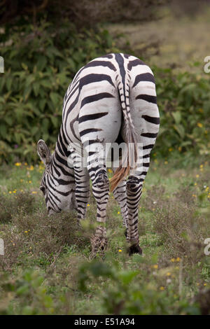 Backside of Zebra Stock Photo - Alamy