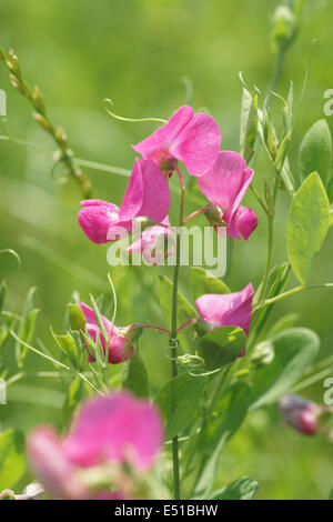 Tuberous pea - Tuberous vetchling - Earthnut pea - Aardaker - Tine-tare ...