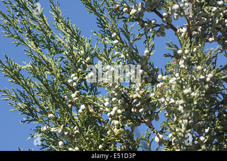 Chinese juniper (Juniperus chinensis 'Hetzii', Juniperus chinensis ...