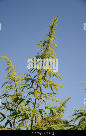 False hemp (Datisca cannabina Stock Photo - Alamy