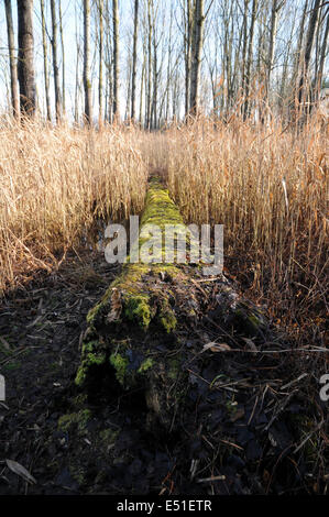 Black poplar (Populus nigra) fallen leaves on riverside gravel Stock ...