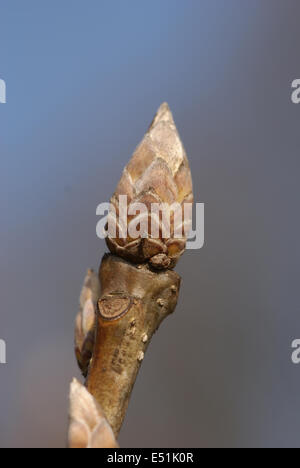 Armenian Oak or Pontine Oak Tree Leaves, Quercus pontica, Fagaceae ...