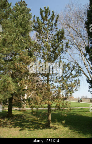Bosnian pine (Pinus leucodermis) trees, Pollino National Park ...