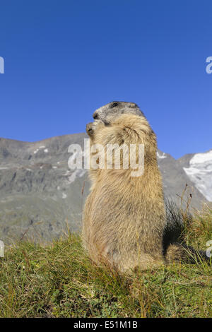 Marmot, Austria, Europe Stock Photo - Alamy