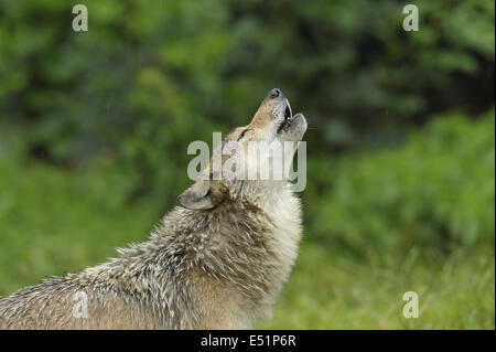 Canis Lupus, European wolf, howling Stock Photo - Alamy