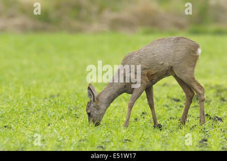 Roe deer, Germany Stock Photo - Alamy