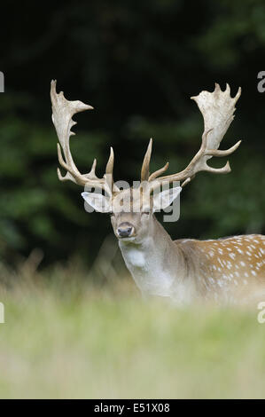 Damhirsch-Portrait Dänemark Stock Photo - Alamy