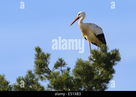 White stork, Germany Stock Photo - Alamy