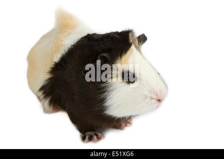 Cavia porcellus is a little rodent guinea pig Stock Photo - Alamy