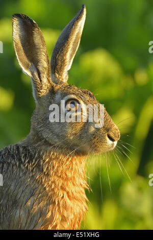 Close-up of European Brown Hare (Lepus europaeus) in Field in Spring ...