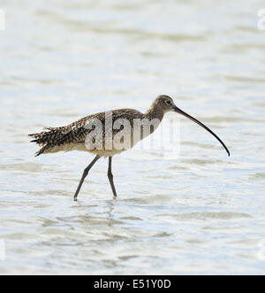 Long-Billed Curlew Bird Stock Photo - Alamy