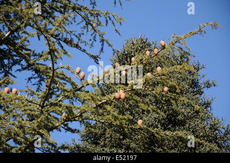 fruit cone of CEDRUS LIBANI cedar lebanon Pinaceae libanon Zeder ceder ...