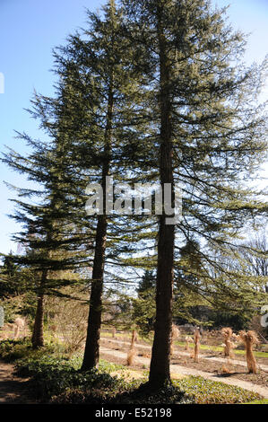 fruit cone of CEDRUS LIBANI cedar lebanon Pinaceae libanon Zeder ceder ...