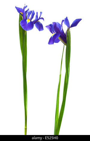 Close up of two blue iris flowers on green, in a sunny spring garden ...