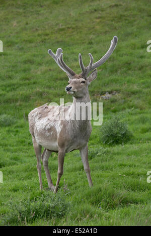 The Bactrian deer (Cervus elaphus bactrianus), also called the Bukhara ...