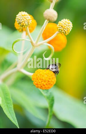 Buddleia flower with bumble bee gathering pollen Stock Photo - Alamy