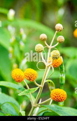 An orange flowered Buddleia plant Stock Photo - Alamy