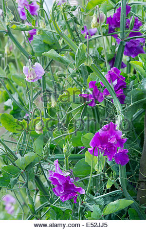 lathyrus sweet peas pea grow growing up wigwam plant supports summer ...