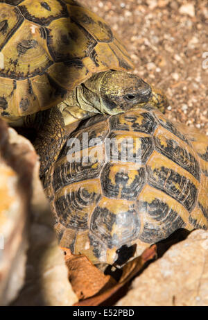 Wild tortoises in a garden in Sivota, Greece Stock Photo - Alamy