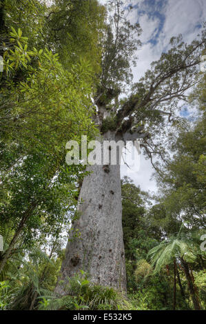 Famous Kauri tree (Agathis australis), "Square Kauri", 1200 years ...
