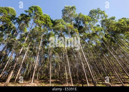 Trees forest plantation gum trees in seasons growing for wood paper ...
