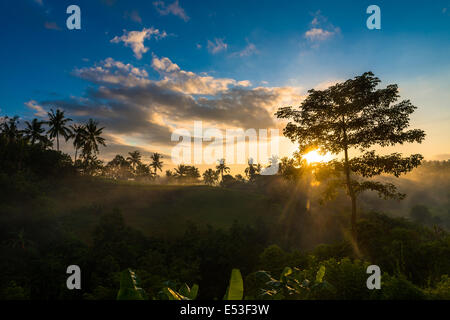 Sun is rising above lush jungle Stock Photo - Alamy