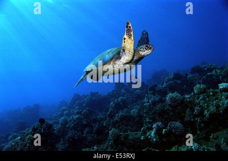 Underwater Sea Turtle Flying in Clear Blue Tropical Water, Hawaii Stock ...